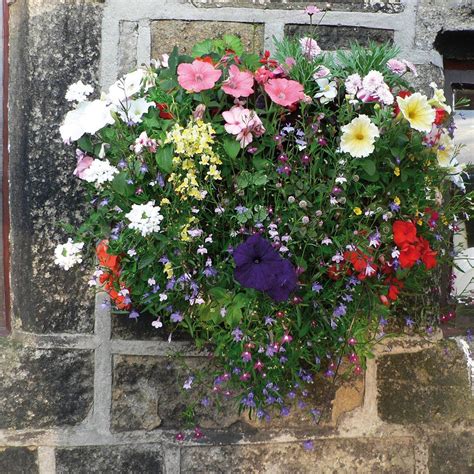 Tommys Coir Based Peat Free Potting Compost 40 Ltr Tommy Topsoil