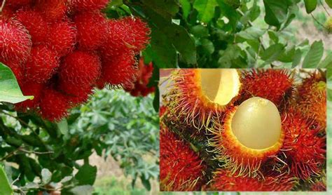 La Rara Fruta Del Rambután Infoagro