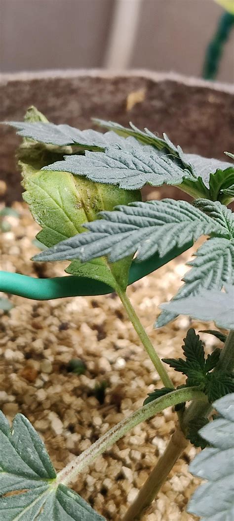 My Young Autoflower Was Siverely Drooped Yesterday And Pot Was Really
