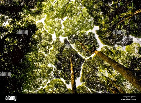 A Nice Low Angle Shot Of Canopy Shyness Or Intercrown Spacing A Phenomenon Where The Crowns Of