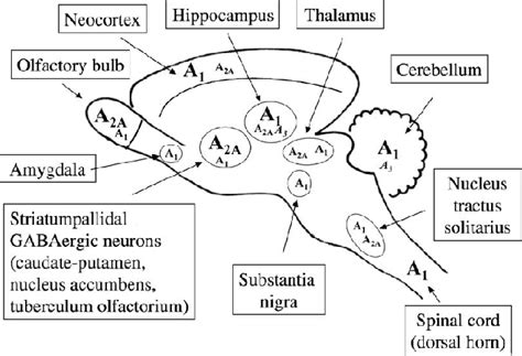 Figure 15 From Adenosine A2a Receptors In The Rat Hippocampus Stress