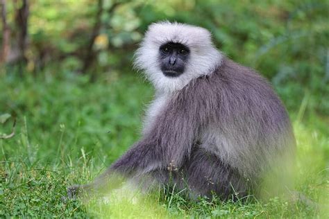 Kashmir Gray Langur Semnopithecus Ajax Facts Habitat And Pictures