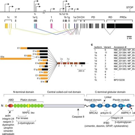 Pdf Plectin Intermediate Filament Partnership In Skin Skeletal Muscle And Peripheral Nerve