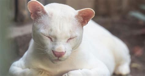 Un ánimal único En El Mundo Fue Encontrado En Antioquia Se Trata De Un