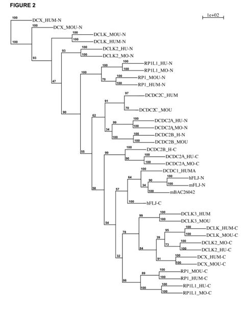 Maximum Likelihood Ml Phylogenetic Tree Including Dcx Domain Proteins