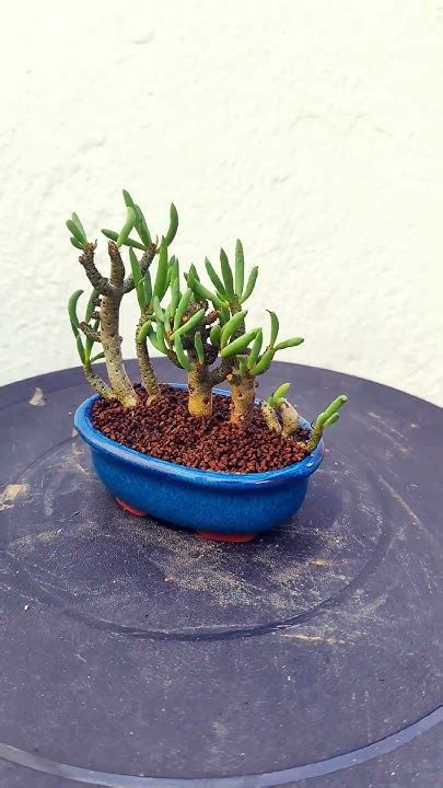 Tylecodon Buchholzianus Cactus Bonsai Plantas Suculentas Crassula