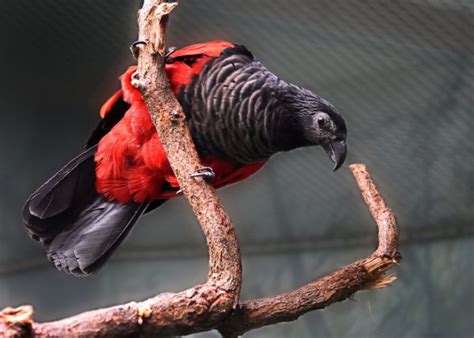 The Push To Save Pesquets Parrot Paga Hill Estate Port Moresby