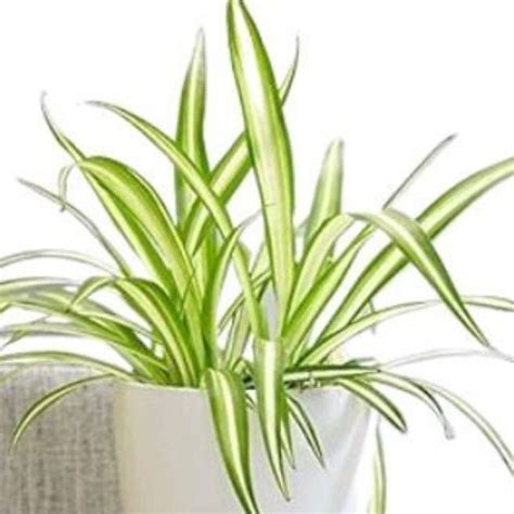 Ribbon Grass Live Plant Darazpk