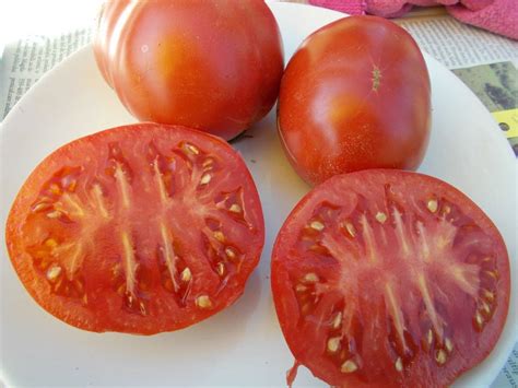 Seminte Rosii T 610 Summer Of Love