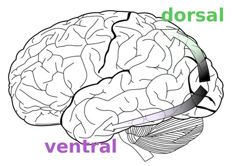 Graphical Illustration Of The Visual Processing Streams In The Human