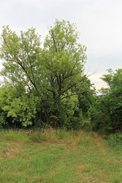 Premium Photo A Tree In A Grassy Area