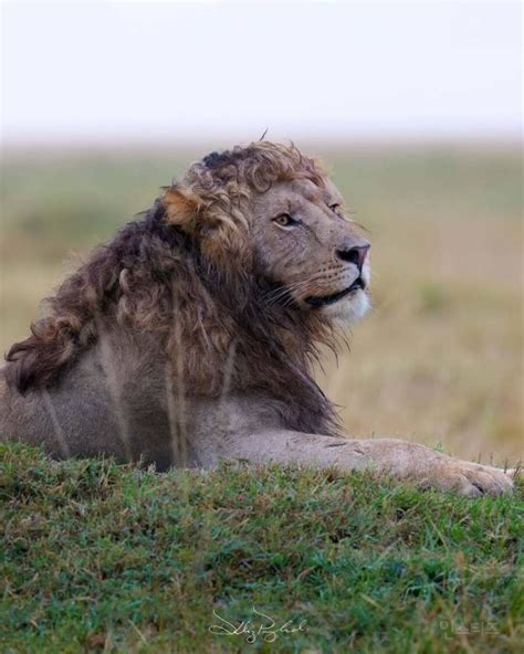 레딧서 핫한 사자 생김새 인스티즈instiz 이슈 카테고리