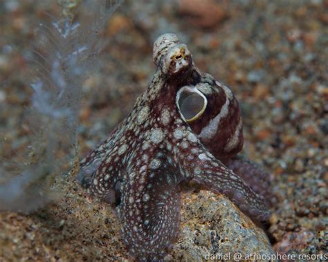 Octopus Sex At Atmosphere Resort Dumaguete Philippines