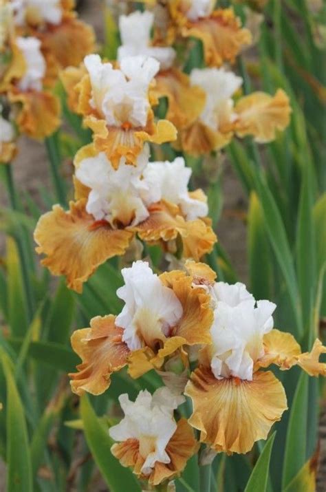 「flowersplantstopiariesherbs」おしゃれまとめの人気アイデア｜pinterest｜robbi Lancaster