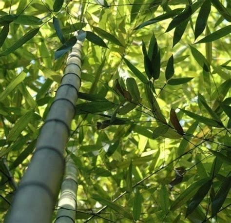 Create Meme Bumper Pictures Meme