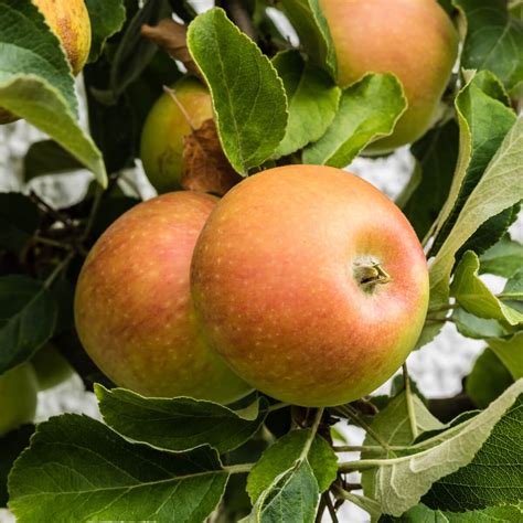 Apple Coxs Orange Pippin Igardening