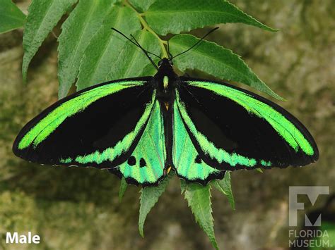Green Butterfly Pictures