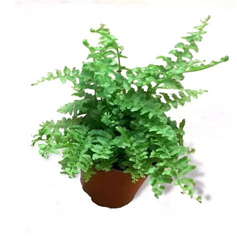 Mini Fern Plant Boston Compacta Nursery Nisarga