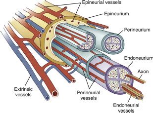 Nerve Entrapments Plastic Surgery Key