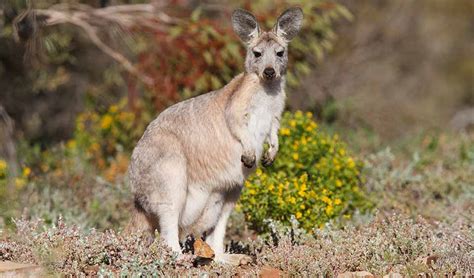 Common Wallaroo Facts Distribution And Population Biodb