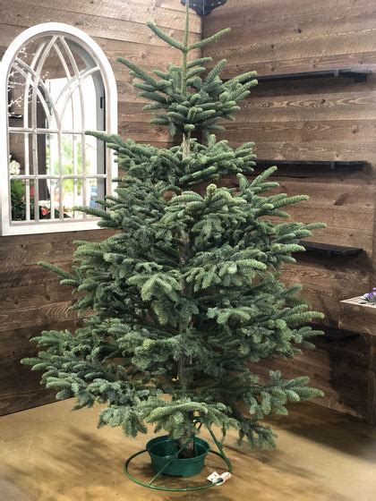 Christmas Shop Pike Nursery