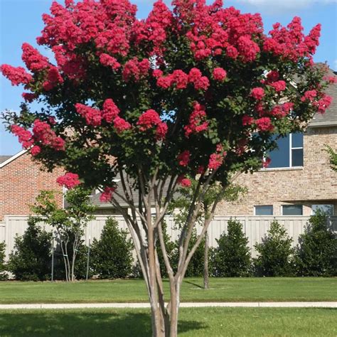 Buy Red Crepe Myrtle Seeds Lagerstroemia Indica Low Maintenance