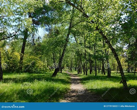 Beautiful Spring Landscape Path Trees And Green Grass Growing In The