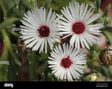 Livingstone Daisy Flowerwhite Ice Plant Mesembryanthemum Crystallinum Ficoide Glaciale