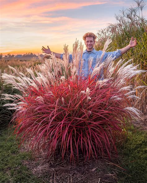 Miscanthus Lady In Red Bare Roots — Buy Red Elephant Grass Online At