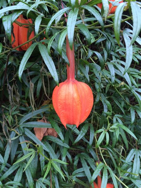 Passiflora Parritae Passiflora Online