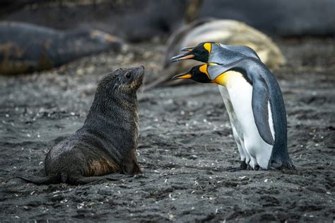 Best 10 Unveiling Places To Visit In Antarctica During Tour