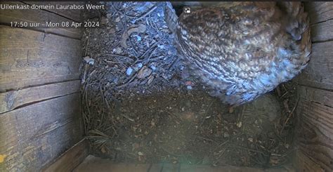 Nestkast Met Jonge Uil Op Crossmoor Domein Laurabos