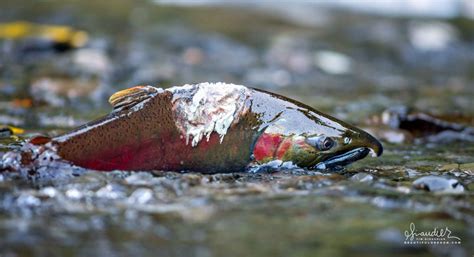 Coho Salmon Spawning