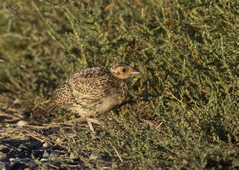 Pheasant Babies