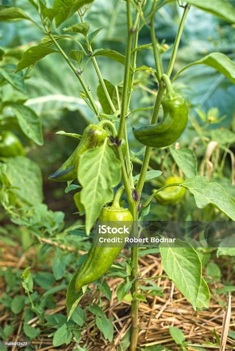 Zielona Papryka Chili Lub Papryka Chili Jest Gotowa Do Zbioru W Ogrodzie Zdjęcia Stockowe I