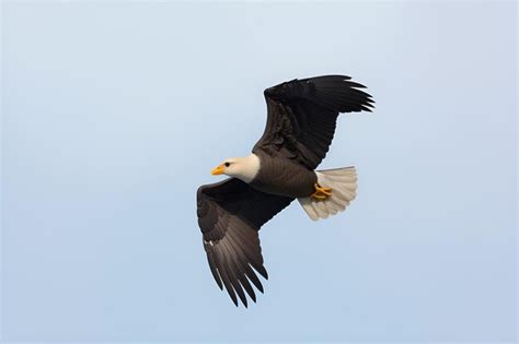 Premium Photo Soaring Eagle