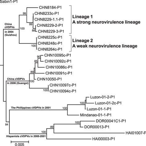 Poliomyelitis Pathogenesis Download Scientific Diagram