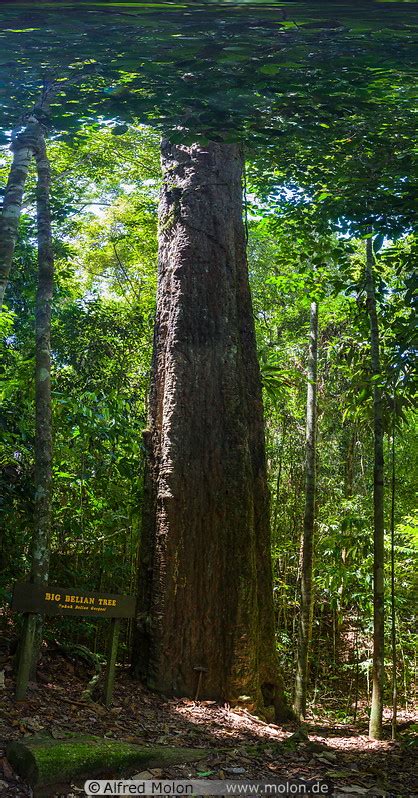 Photo Of Big Belian Tree Rainforest Imbak Canyon Sabah Malaysia