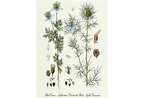 Crni Kumin Lekovita Svojstva I Upotreba Crnog Kumina Rulek