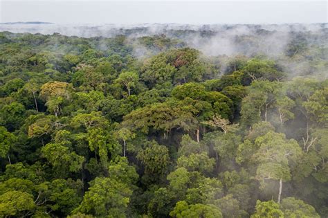 Primary Forests