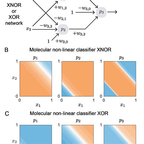 Phosphorylation Based Xnor And Xor Classifiers A Network Design B Download Scientific