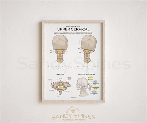 Upper Cervical Anatomy Poster For Chiropractors And Pts Sandyspines