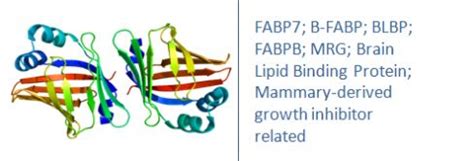 小鼠脑型脂肪酸结合蛋白fabp7酶联免疫吸附试剂盒 上海蓝基生物科技有限公司