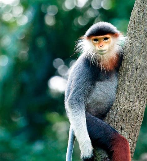 Red Shanked Douc Pygathrix Nemaeus