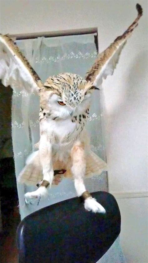 시간에 안 맞게 부엉이 짤 오픈이슈갤러리 인벤