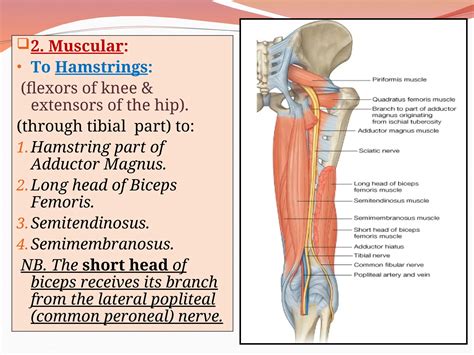 08anatomy Of The Sciatic Nerve And It Formation Ppt