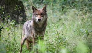 Beim Gassigehen Frau In Hamburg Trifft Auf Wolf Mopo