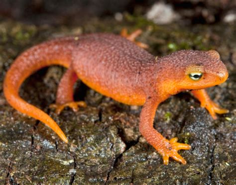 12 Fascinating Facts About The Toxic California Newt