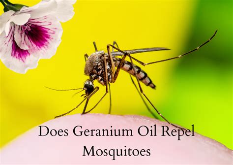 Does Geranium Oil Repel Mosquitoes