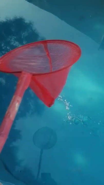 жуки в басейне Youtube